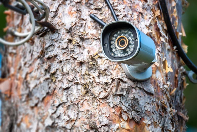 Surveillance Camera on the Tree with Blue Sky Stock Photo - Image of ...