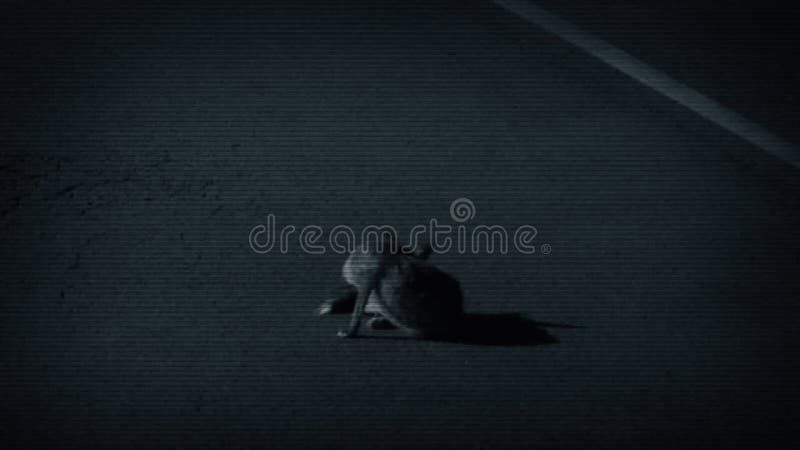 CCTV Fox in Urban Area at Night Stock Video - Video of cctv, town ...