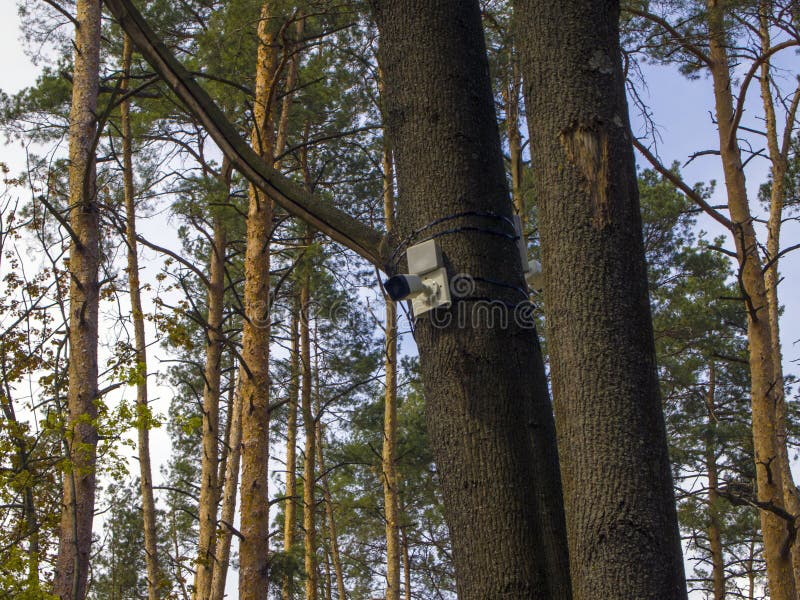 401 Cctv Forest Stock Photos - Free & Royalty-Free Stock Photos from ...