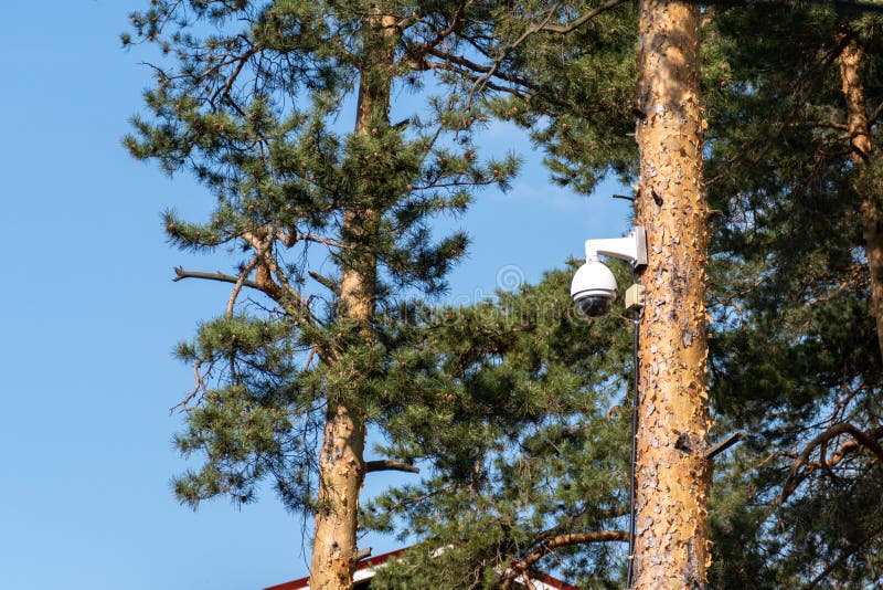 CCTV Security Camera is Mounted on a Tree Trunk in the Forest. Concept ...