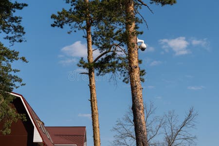 CCTV Security Camera is Mounted on a Tree Trunk in the Forest. Concept ...