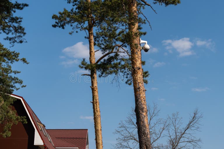 CCTV Security Camera is Mounted on a Tree Trunk in the Forest. Concept ...