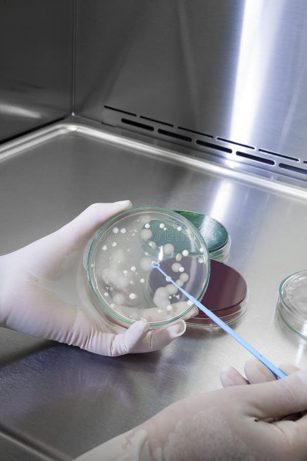 Cculture in a petri dish stock image. Image of microbiology - 23366915