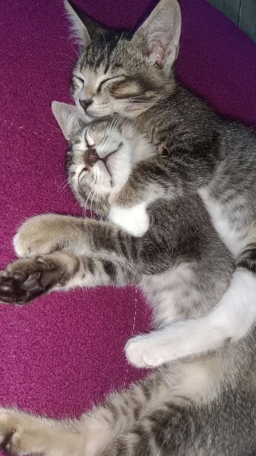 Two Cats Hugging Each Other while Sleeping on a Bed Stock Image - Image ...