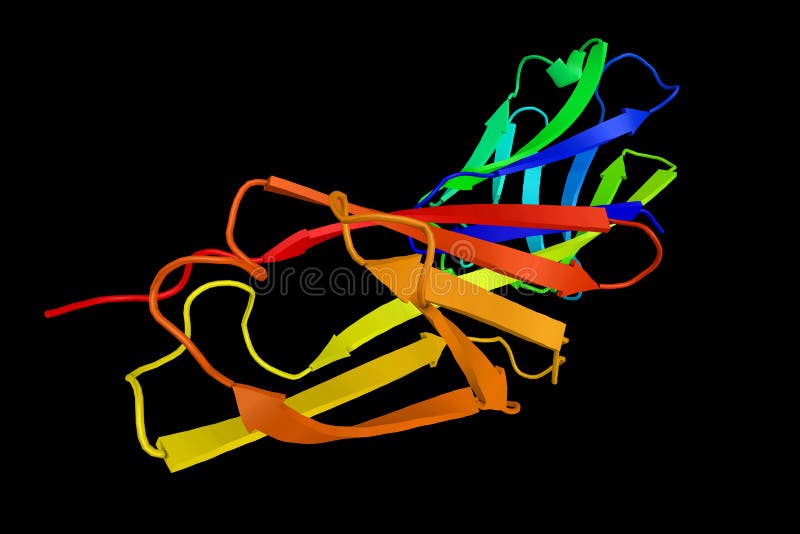 CD4, a Glycoprotein Found on the Surface of Immune Cells Such As Stock ...
