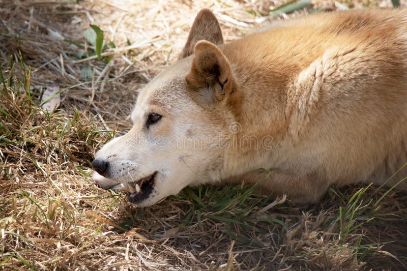 This is a Ce Up of a Golden Dingo Eating a Bone Stock Photo - Image of ...