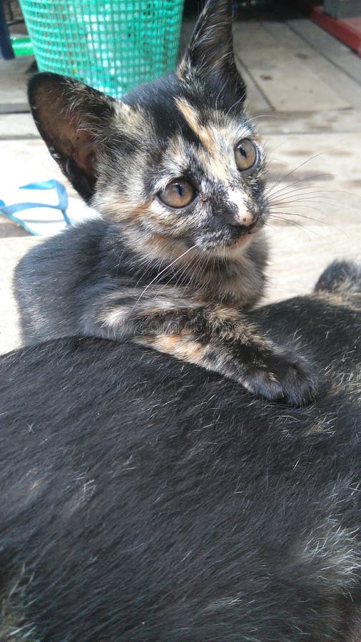 Ce Visage De Chat Semble Triste Image stock - Image du animal, triste ...