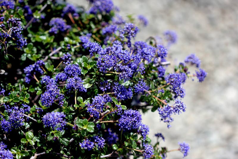 Ceanothus `Centennial`, Centennial Ceanothus Stock Photo - Image of ...