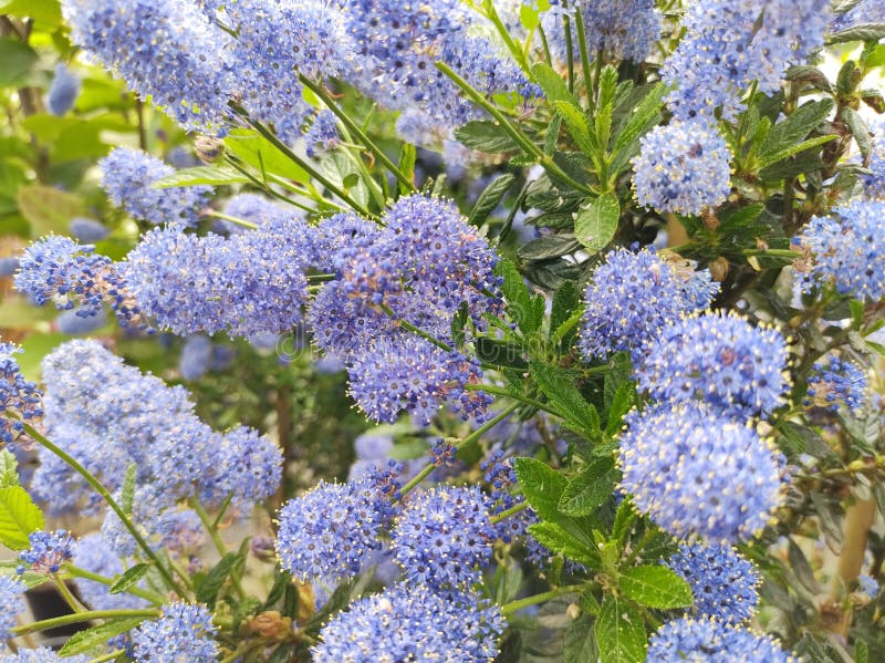 Ceanothus Concha stock photo. Image of bush, beauty - 389386178