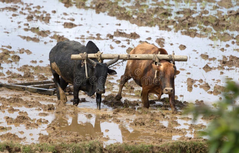 Vaca Del Cebú En Un Campo De Flores Amarillas Foto de archivo - Imagen ...