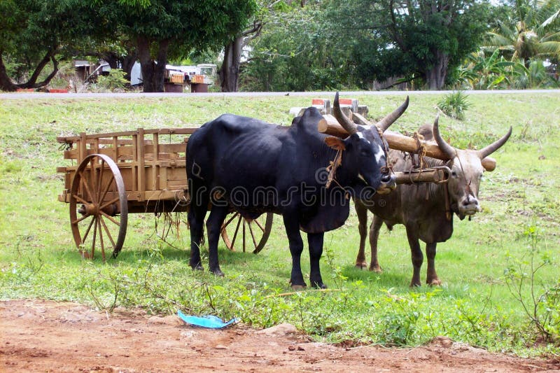 Cebúes Enganchados En El Carro. Imagen de archivo - Imagen de animales ...
