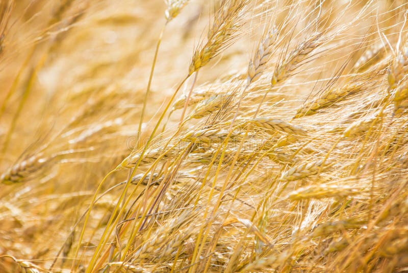 Cebada malteada foto de archivo. Imagen de malteado, cerveza - 28367336