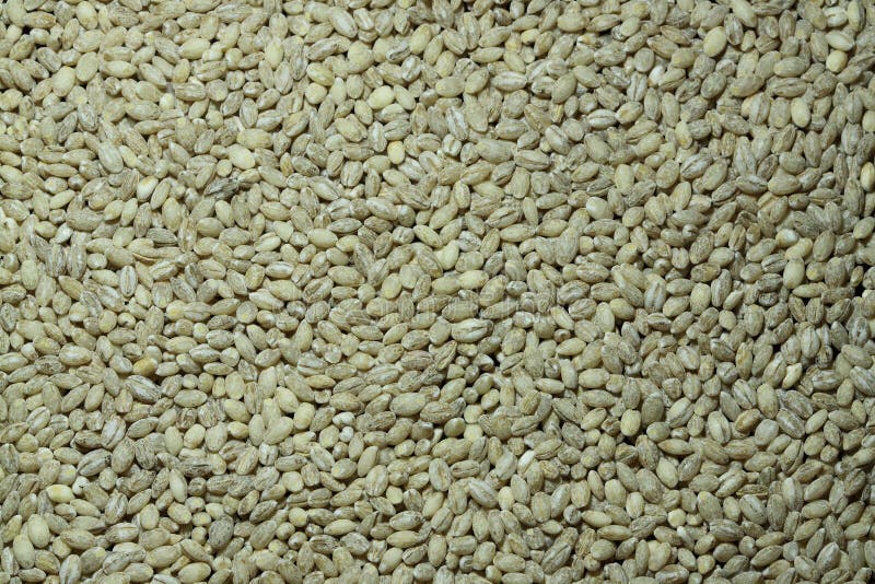 Cebada perlada foto de archivo. Imagen de alimento, cebada - 18861614