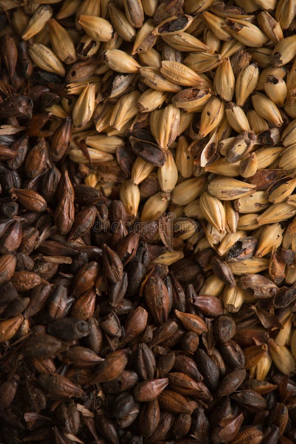 Cebada malteada imagen de archivo. Imagen de cerveza - 28367407