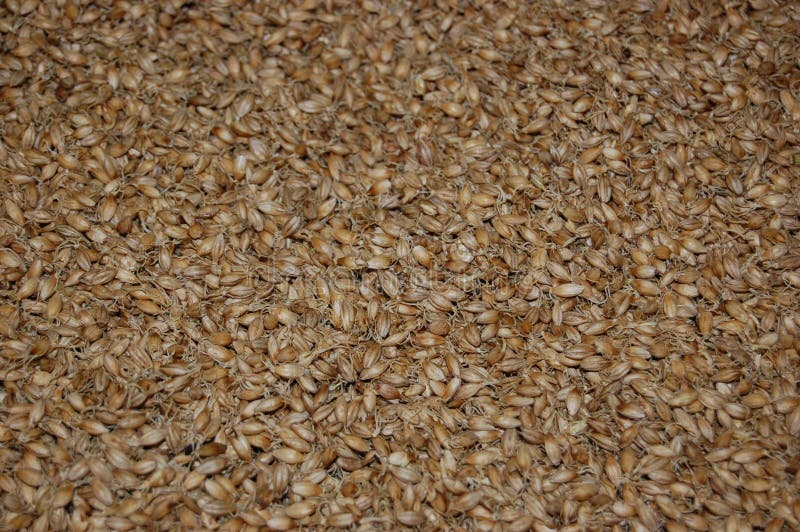 Cebada malteada foto de archivo. Imagen de malta, edificio - 8292034