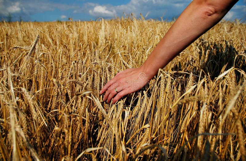 Cebada y mano imagen de archivo. Imagen de manos, mano - 10910961