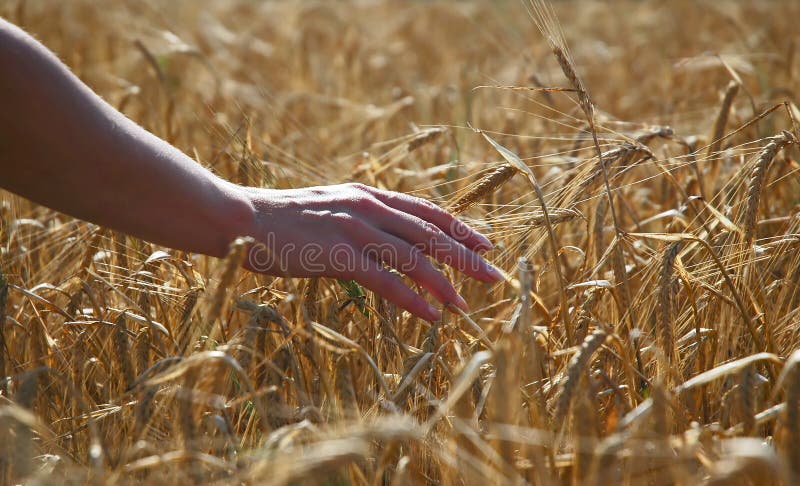 Cebada y mano imagen de archivo. Imagen de cuidado, cereales - 11655303