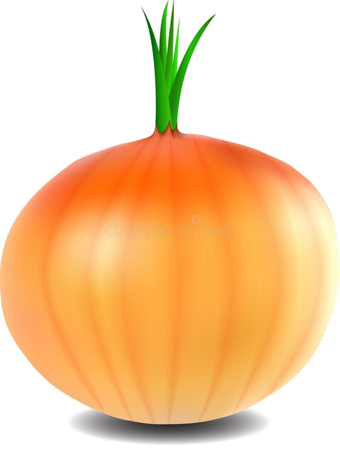 Cebola ilustração do vetor. Ilustração de tasty, fundo - 14371377