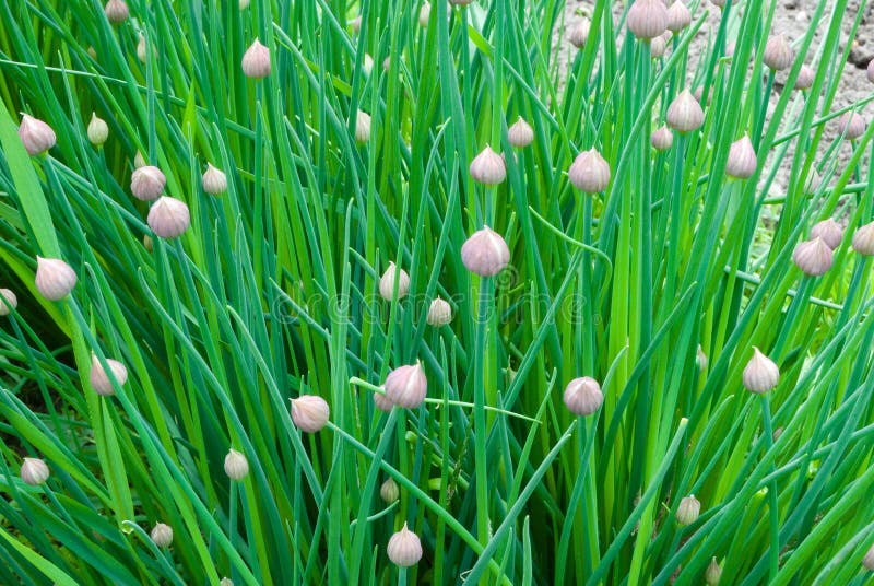 Cebola do cebolinho imagem de stock. Imagem de perfumado - 9803289
