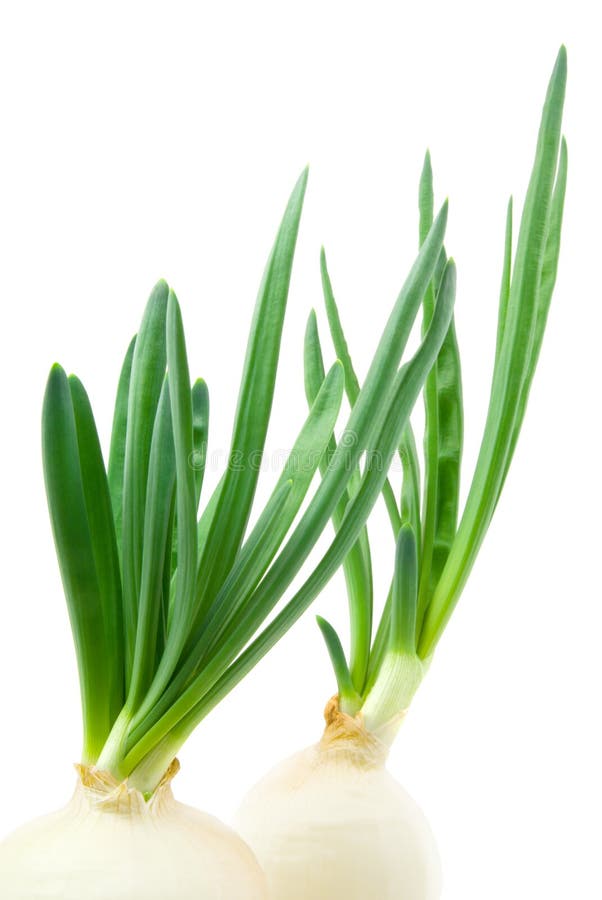 Cebola verde fresca imagem de stock. Imagem de verde, orgânico - 4771781