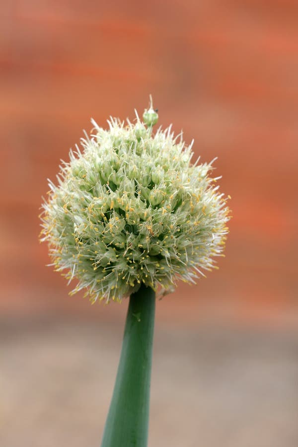 Cebola verde no campo imagem de stock. Imagem de fresco - 32168025