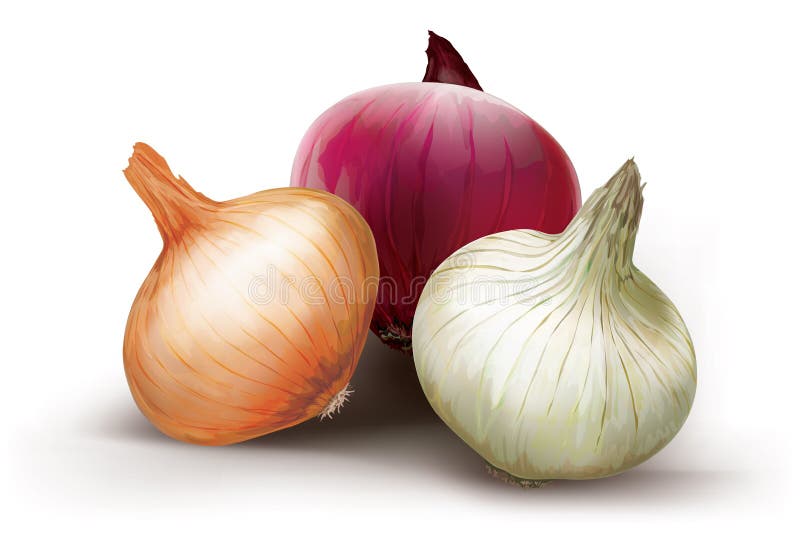Cebolas De Cores Diferentes Ilustração do Vetor - Ilustração de vegetal ...