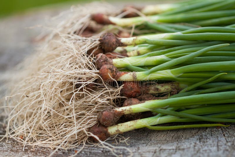 Cebolas Verdes Frescas Com Raizes Foto de Stock - Imagem de material ...