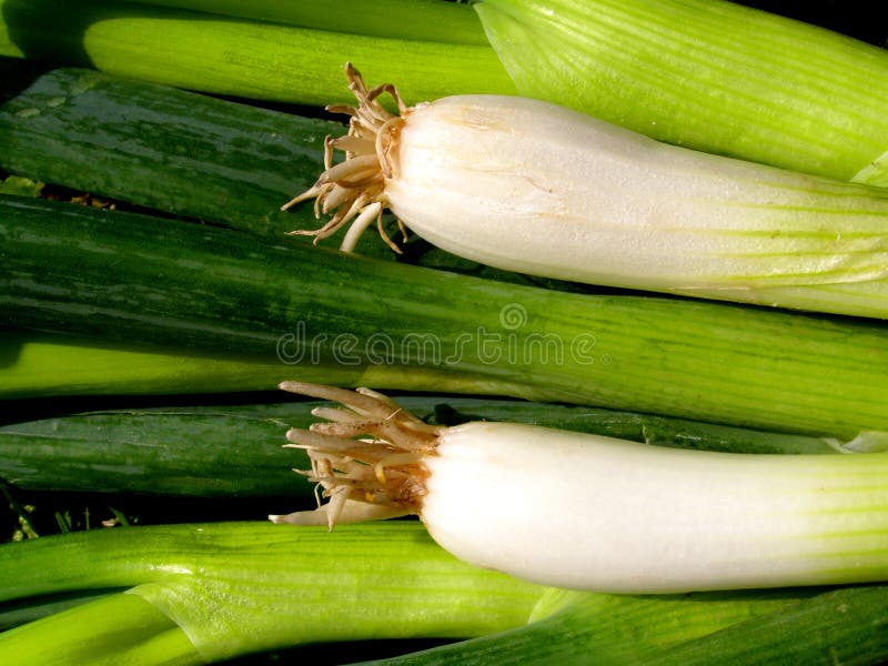 Planta de cebolla fresca imagen de archivo. Imagen de resorte - 23822841