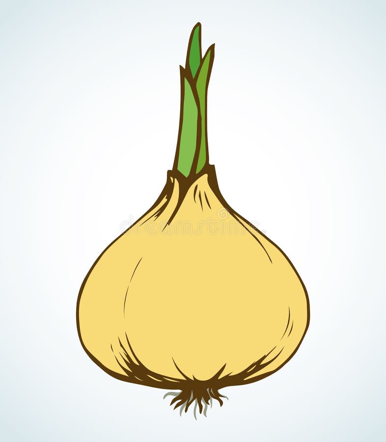 Cebolla Gráfico del vector ilustración del vector. Ilustración de dieta ...