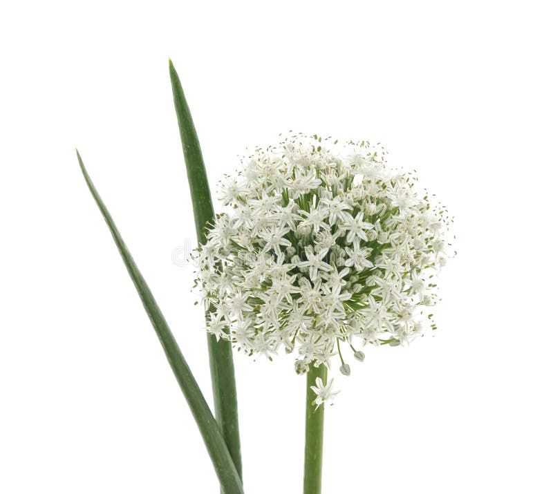 Cebolla grande de la flor foto de archivo. Imagen de sano - 146854216
