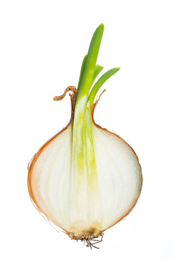Cebolla partida en dos imagen de archivo. Imagen de invierta - 20166631
