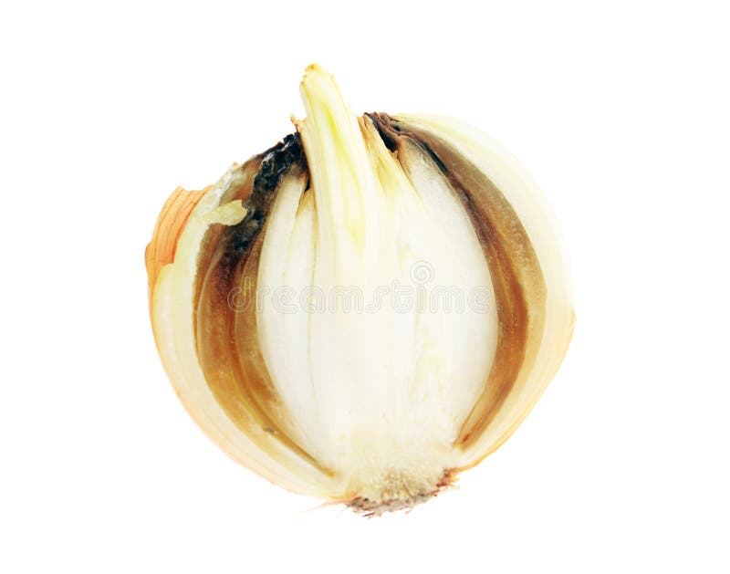 Cebolla Podrida Aislada En Fondo Blanco Imagen de archivo - Imagen de ...