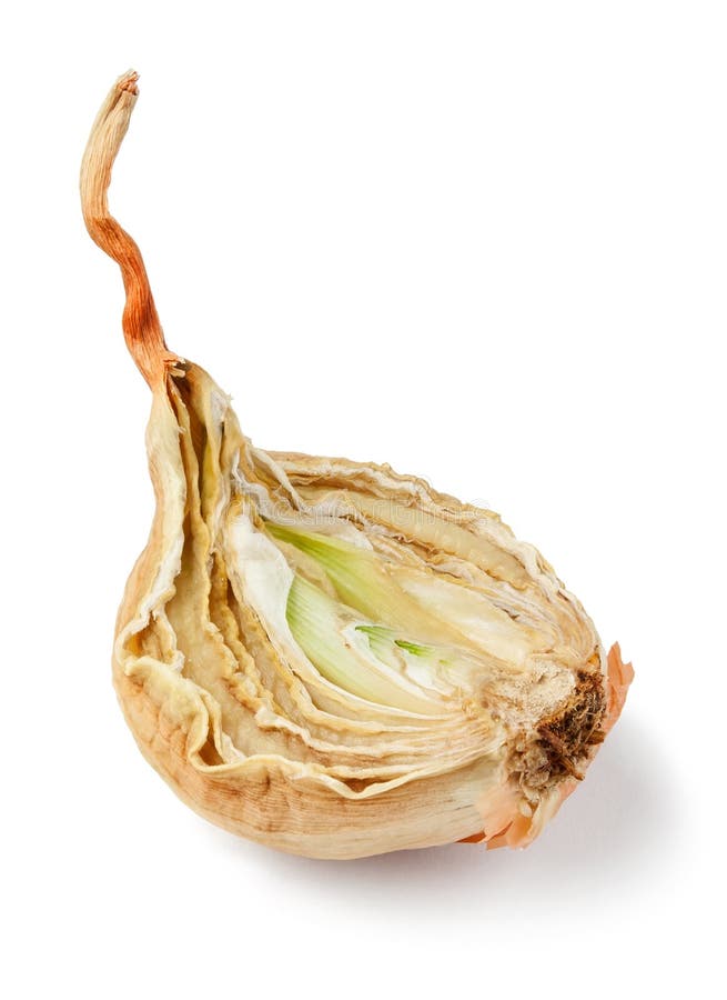 Cebolla podrida dentro imagen de archivo. Imagen de cebolla - 209057093