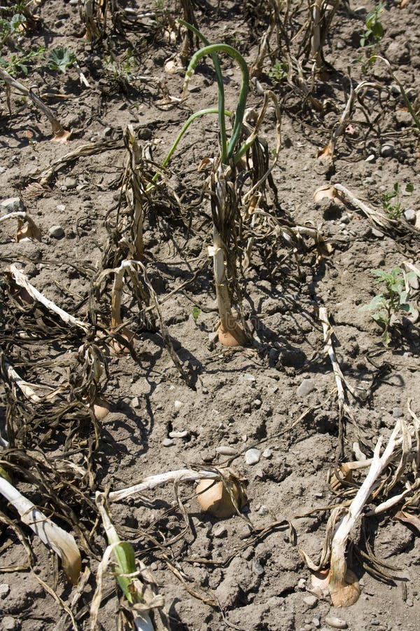 Cebolla putrefacta foto de archivo. Imagen de sucio, putrefacto - 32798534