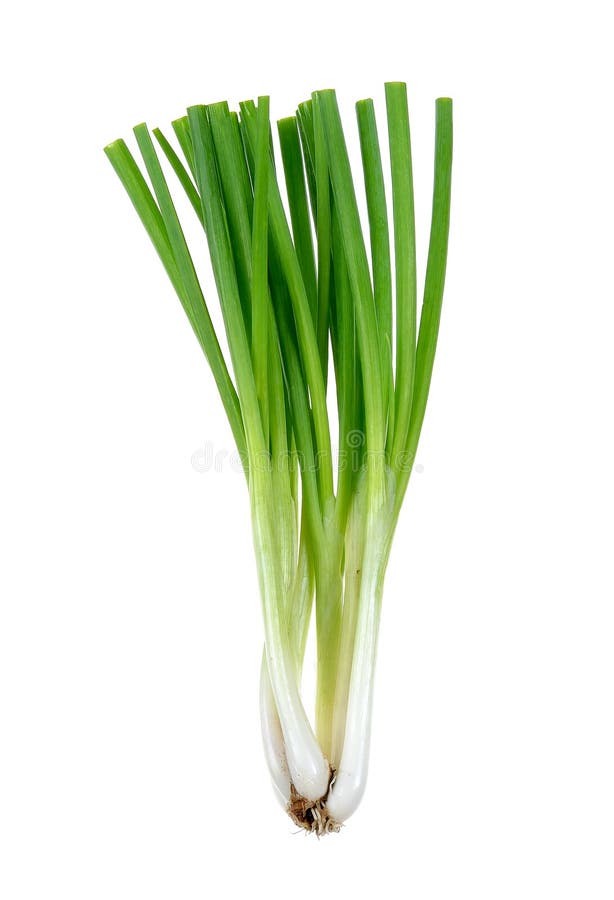Cebolla Verde Aislada En El Fondo Blanco Foto de archivo - Imagen de ...