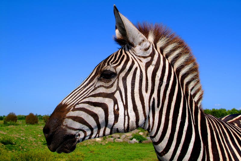 Cebra imagen de archivo. Imagen de cielo, cubo, rayas, azul - 212013