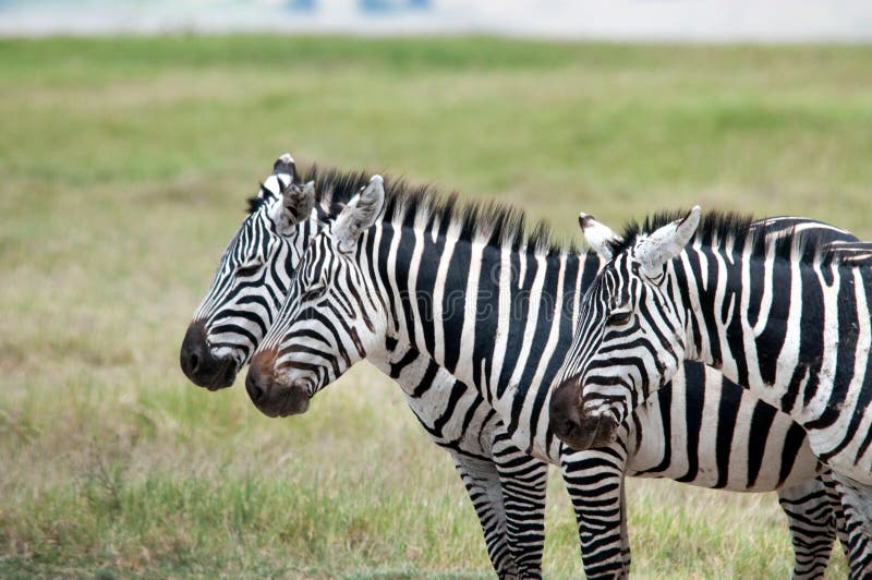 Cebra imagen de archivo. Imagen de hora, serengeti, nativo - 27233001