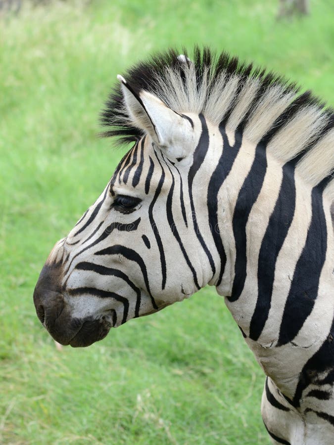 Cebra imagen de archivo. Imagen de prado, mauricio, juego - 31097409