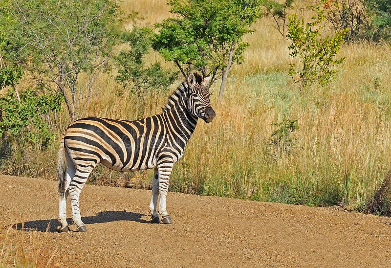 Cebra imagen de archivo. Imagen de tira, rayado, hierba - 34327199