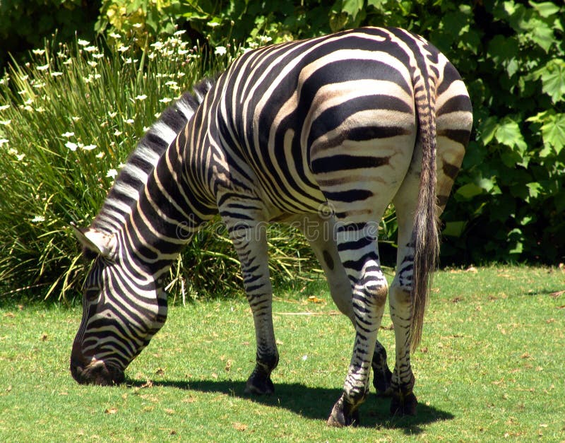 Cebra foto de archivo. Imagen de salvaje, animal, pasto - 425980