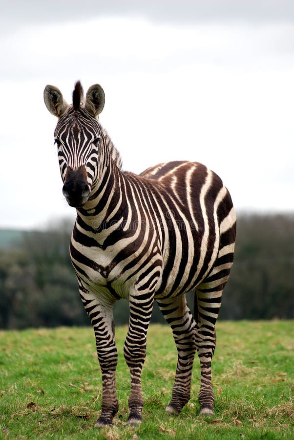 Cebra De Burchell En África Foto de archivo - Imagen de raya, exterior ...