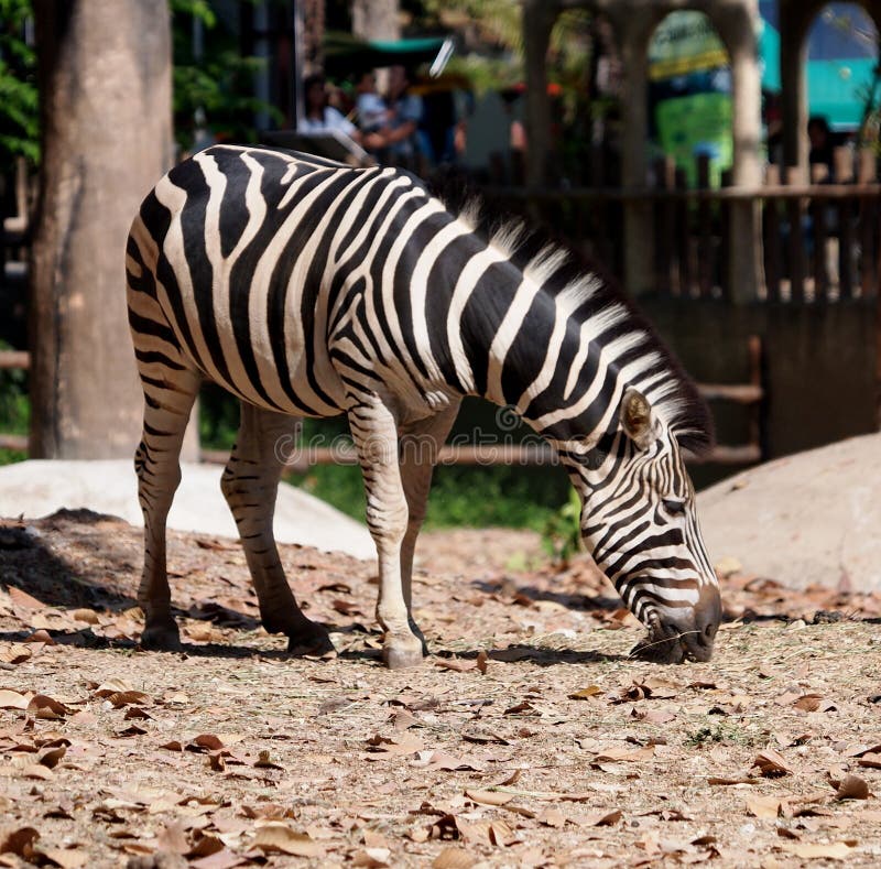 225 Cebra Linda Fotos - Libres de Derechos y Gratuitas de Dreamstime