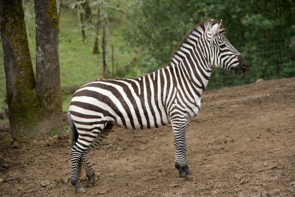 8,520 Arbol De Cebra Png Fotos de stock - Fotos libres de regalías de ...