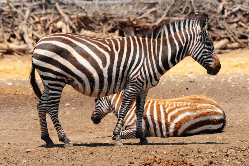 Cebra foto de archivo. Imagen de cebra, naturalizado, exterior - 9905482
