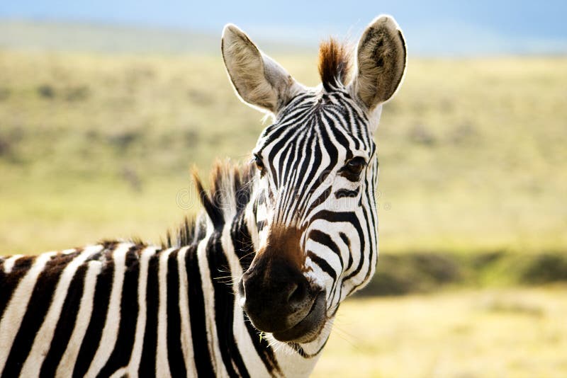 Cara de la cebra foto de archivo. Imagen de negro, cebra - 55244144