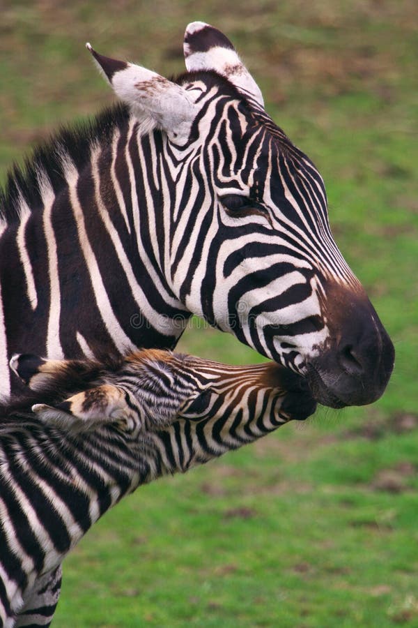 Cebra con el potro foto de archivo. Imagen de estepa, caballo - 9035346