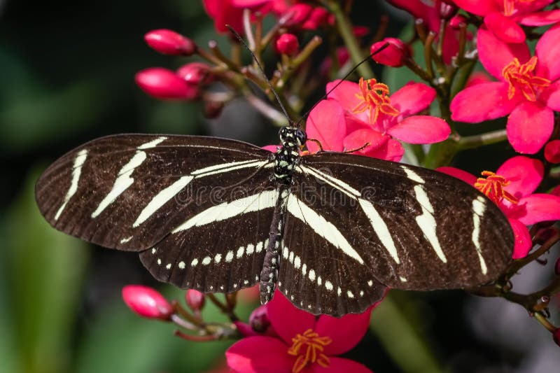 Cebra con flores rosas foto de archivo. Imagen de mariposa - 255946040