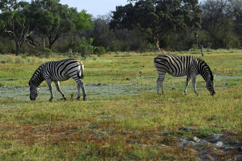 Cebra de Burchell imagen de archivo. Imagen de rayado - 16712557