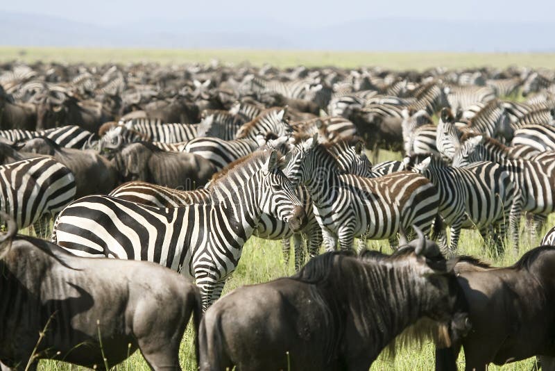 Cebra De Burchell (burchelli Del Equus) Imagen de archivo - Imagen de ...