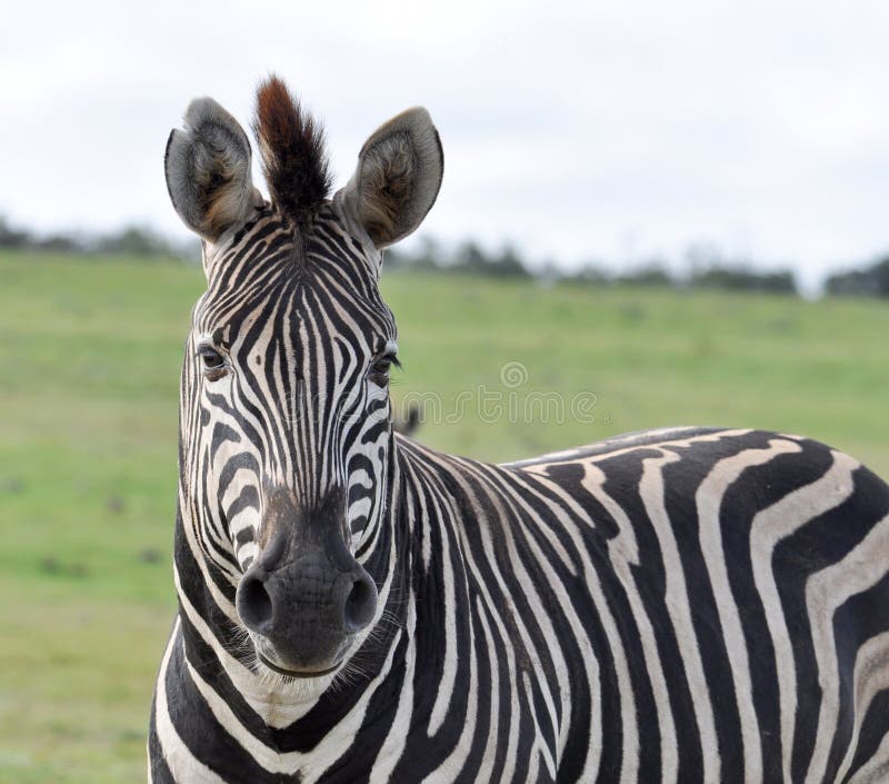 Cebra De Burchell En África Foto de archivo - Imagen de hierba, modelo ...